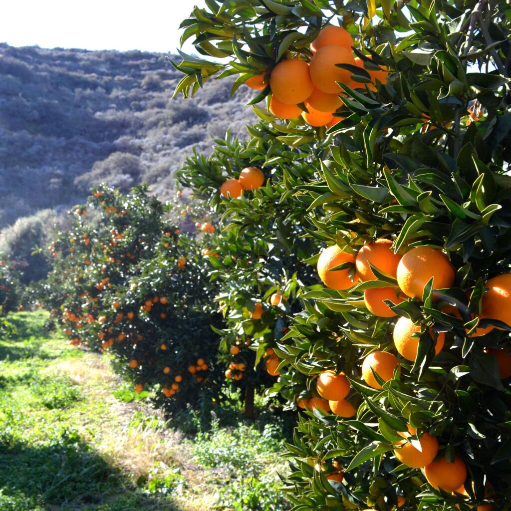 Comprar Naranjas Online | Productos El Valle de Lecrín